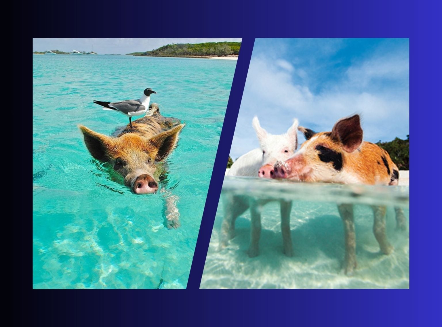 Las Bahamas: Un Paraíso Tropical de Aventuras y Belleza Natural ...